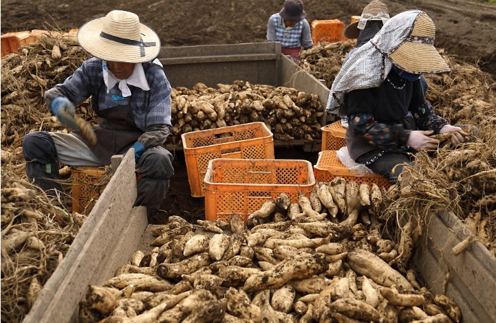 Fried sweet potato stick from Kochi, Imoya Kinjiro, is a perfect ...