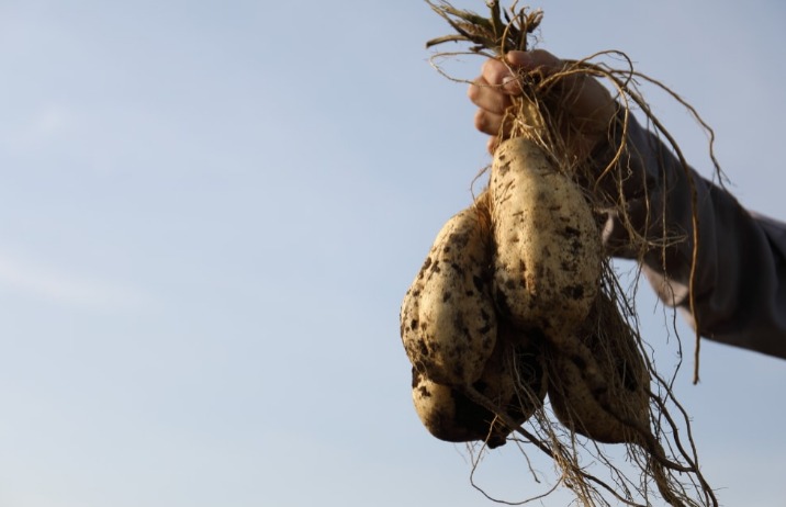 Fried sweet potato stick from Kochi, Imoya Kinjiro, is a perfect ...